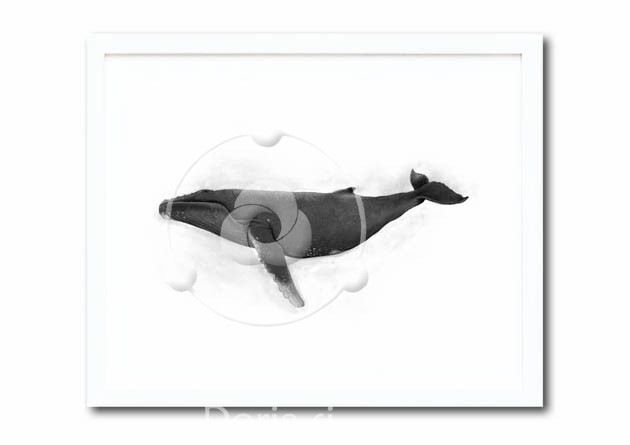 Kit grbavec (Reprodukcija ilustracije)